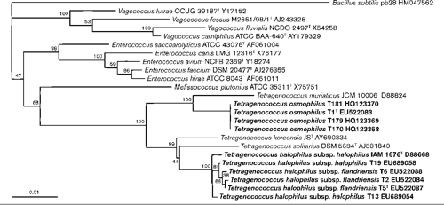 Table 2 from Characterization of Tetragenococcus strains from sugar ...