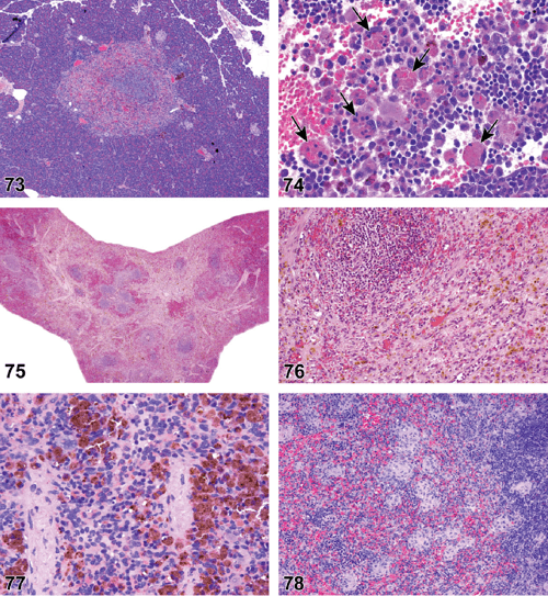 [pdf] Nonproliferative And Proliferative Lesions Of The Rat And Mouse