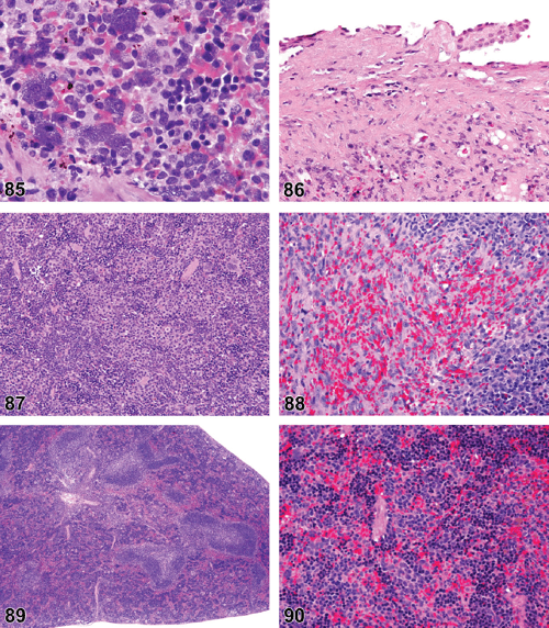 [pdf] Nonproliferative And Proliferative Lesions Of The Rat And Mouse