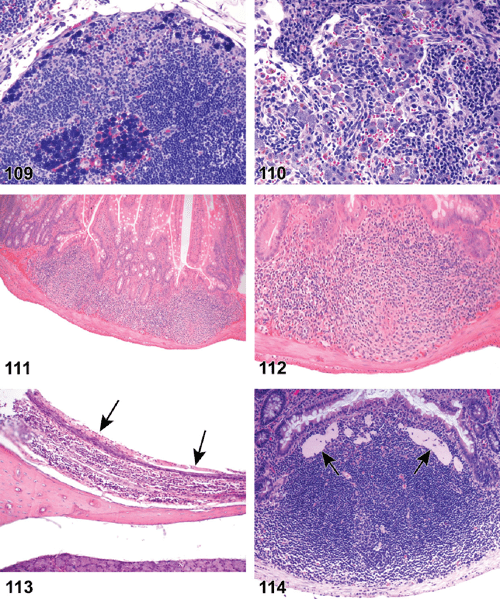 [pdf] Nonproliferative And Proliferative Lesions Of The Rat And Mouse