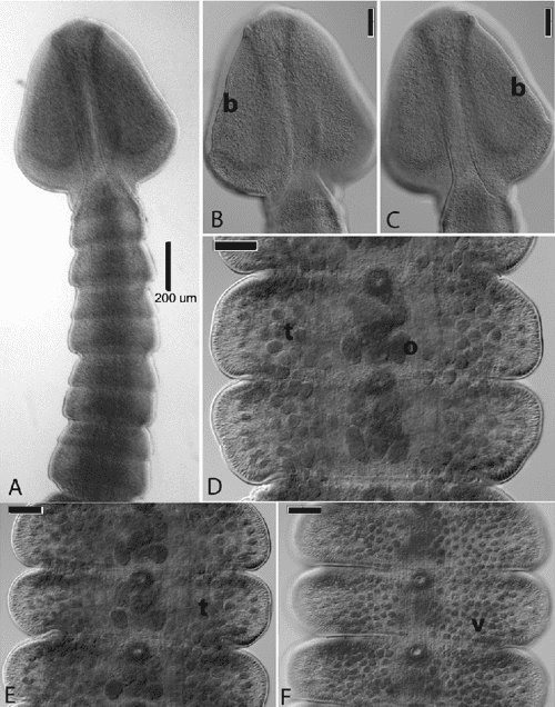 Figure 2 from The invasive Asian fish tapeworm, Bothriocephalus ...