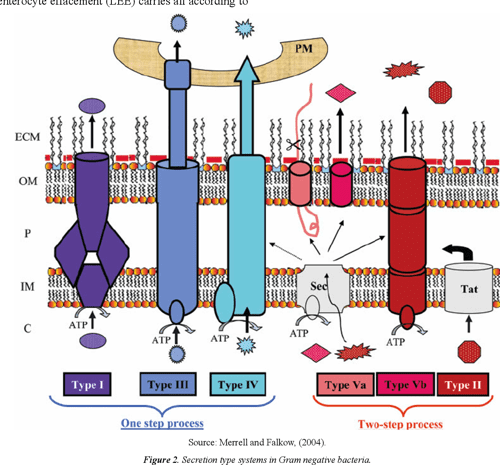 Figure 2 from A Review on Virulence Factors of Escherichia Coli ...