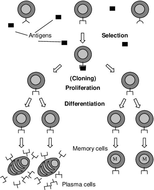 [pdf] The Clonal Selection Algorithm With Engineering Applications 1 Semantic Scholar
