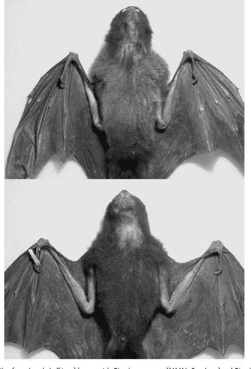 Figure 2 from Systematics of the Pacific monkey-faced bats ( Chiroptera : Pteropodidae ) , with ...