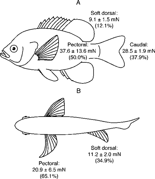 [PDF] Morphology and experimental hydrodynamics of fish fin control ...