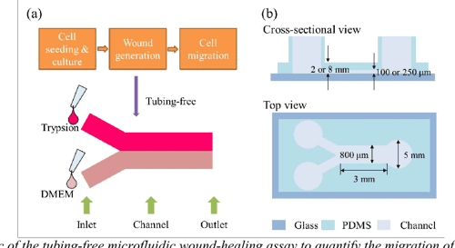 Figure 1 from A tubing-free microfluidic wound-healing assay ...