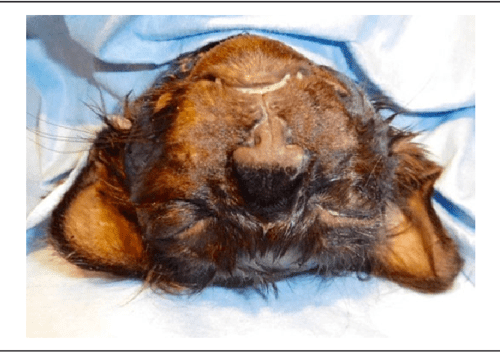 Modified Labial Button Technique for Maintaining Occlusion After Caudal ...