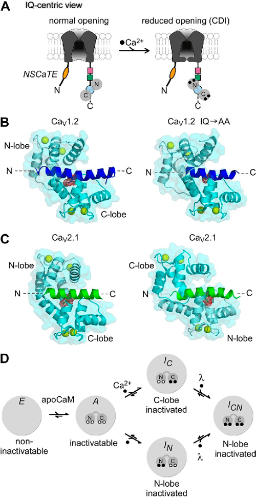 [PDF] Calmodulin regulation ( calmodulation ) of voltage-gated calcium ...