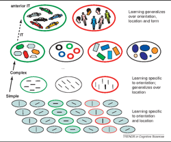 [PDF] The reverse hierarchy theory of visual perceptual learning ...