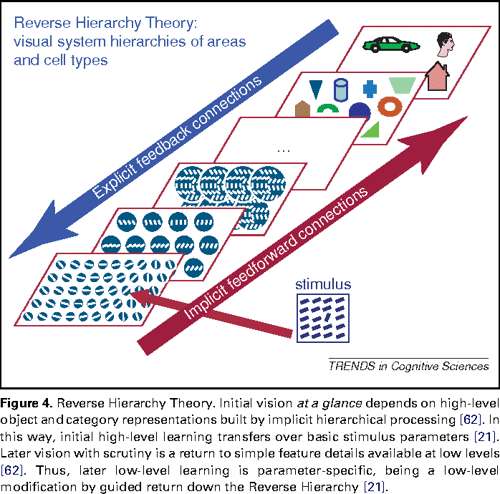 Figure 5 From The Reverse Hierarchy Theory Of Visual Perceptual Figure 5 From The Reverse Hierarchy Theory Of Visual Perceptual