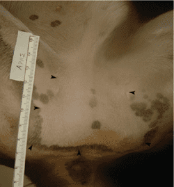 Table 1 from Scrotal flap for closure of perineal skin defects in dogs ...