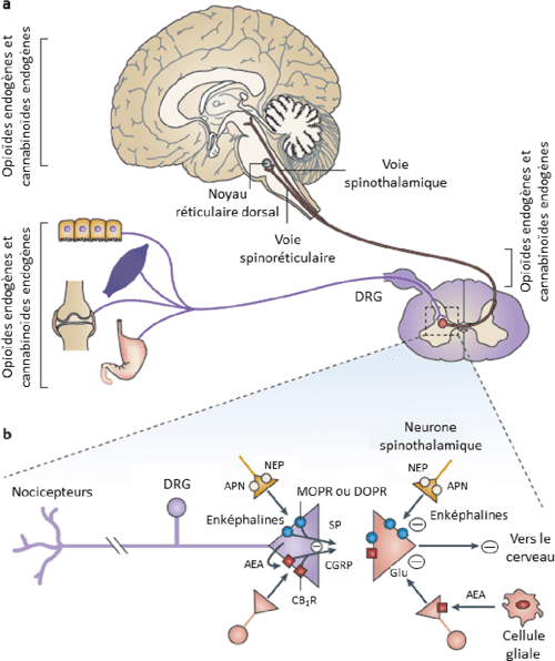 Rôle et implication du système cannabinoïde dans la modulation ...