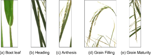 Identification of Paddy Stages from Images using Deep Learning | Semantic Scholar