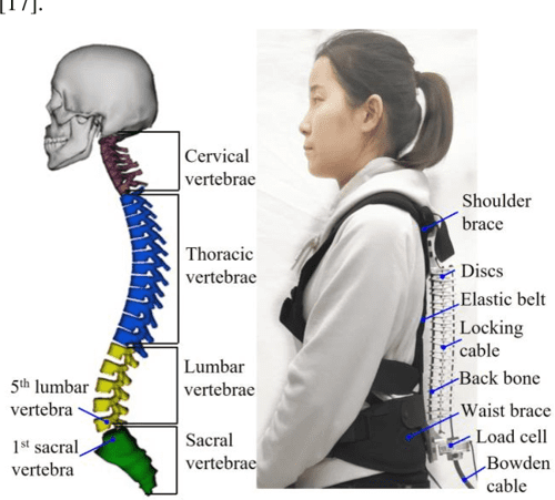 [PDF] Spine-Inspired Continuum Soft Exoskeleton for Stoop Lifting ...