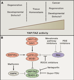 Table 1 from Hippo Pathway in Organ Size Control, Tissue Homeostasis ...