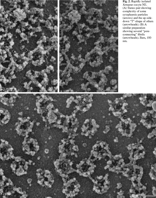 Figure 3 from The nuclear pore complex: three-dimensional surface ...