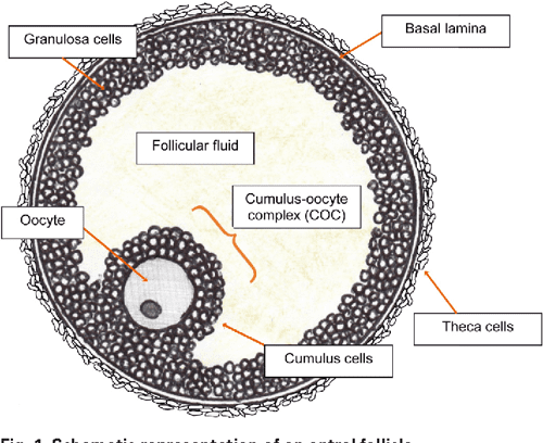 Figure 1 from The antral follicle: a microenvironment for oocyte ...