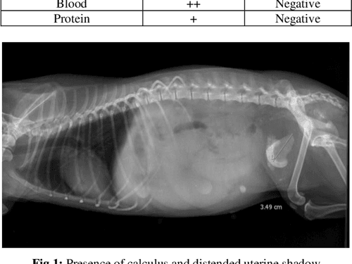 Figure 1 from Surgical management of comorbid pyometra and cystic ...