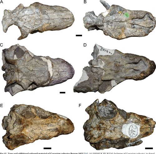 Figure 1 from Cranial anatomy of the gorgonopsian Cynariops robustus ...