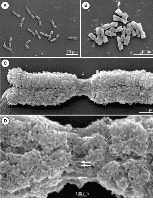 Figure 1 from High resolution analysis of mitotic metaphase chromosomes ...