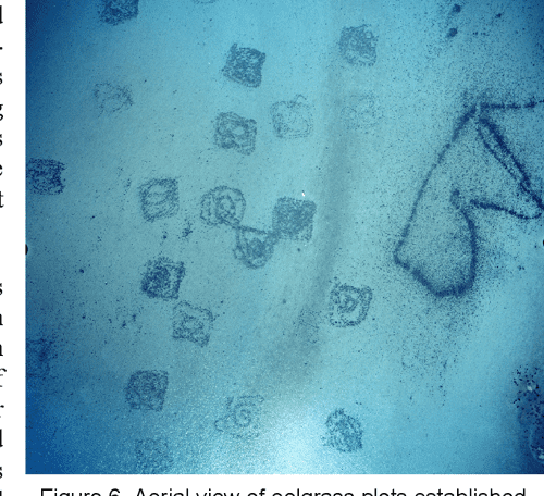 Figure 1 from A Summary of Eelgrass (Zostera marina) Reproductive ...
