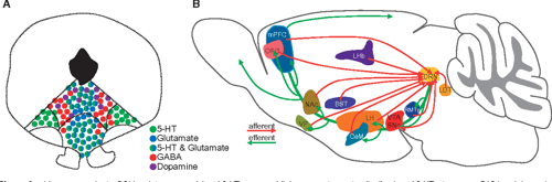[PDF] Reward processing by the dorsal raphe nucleus: 5-HT and beyond ...