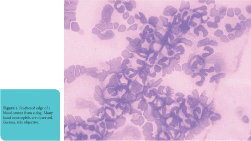 Figure 1 from The interpretation of leukogram in dog and cat ...