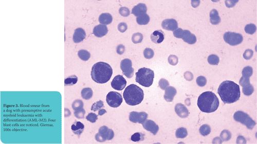 Figure 1 from The interpretation of leukogram in dog and cat ...