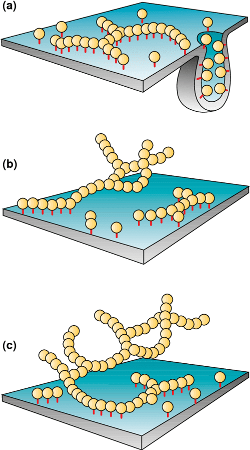 Figure 2 from Three-dimensional structure of the zona pellucida ...