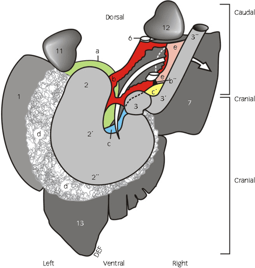 Table 1 from Anatomy of the vestibule of the omental bursa and epiploic ...