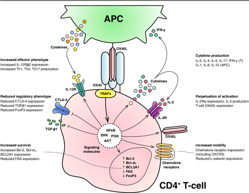 OX40, OX40L and Autoimmunity: a Comprehensive Review | Semantic Scholar