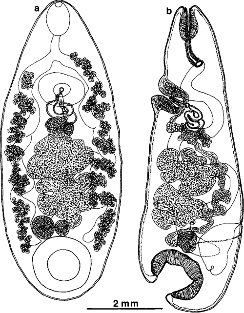 The taxonomy of the family Paramphistomidae Fischoeder, 1901 with ...