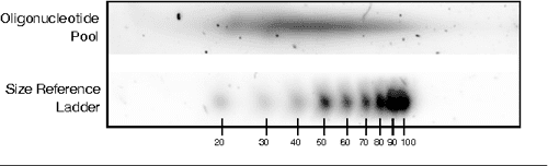 [pdf] A Dna Based Archival Storage System Semantic Scholar