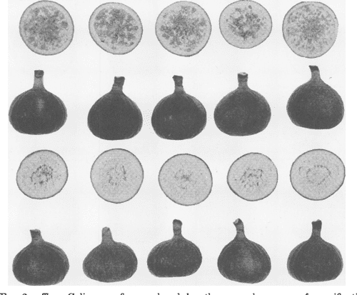 Figure 3 from HORMONE-INDUCED PARTHENOCARPY IN THE CALIMYRNA FIG AND A ...