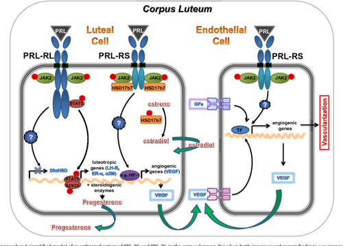 Reproductive Actions Of Prolactin Mediated Through Short And Long