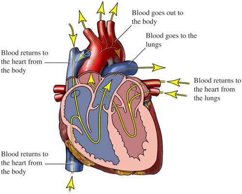 A quick guide for four cardiac arrest rhythms | Semantic Scholar