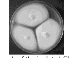[PDF] Growth of Galactomyces geotrichum in sequencing batch reactors ...