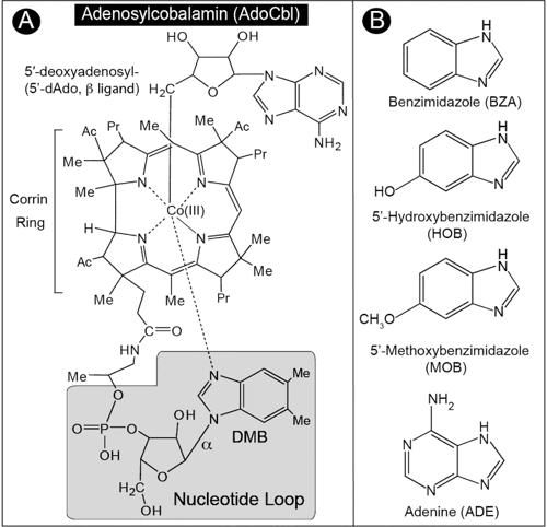 Functional Studies of α-Riboside Activation by the α-Ribazole Kinase ...