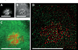 Figure 2.1 from Assembly and optimization of a super-resolution STORM ...