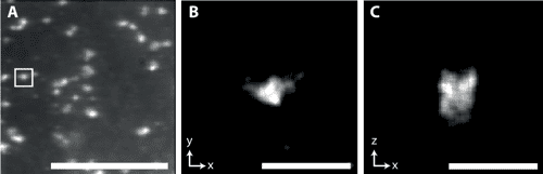 Figure 2.1 from Assembly and optimization of a super-resolution STORM ...