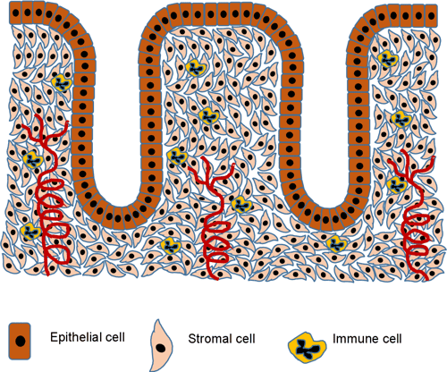 [pdf] Characterization Of Human Endometrial Glandular Epithelium In