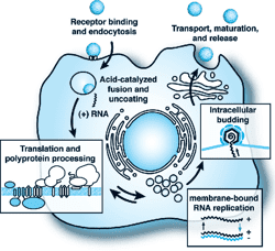 [PDF] Flaviviridae :T he Viruses and Their Replication | Semantic Scholar