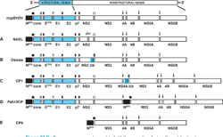 [PDF] Flaviviridae :T he Viruses and Their Replication | Semantic Scholar