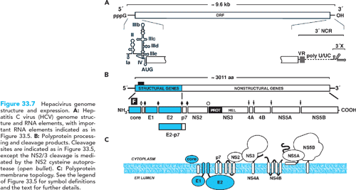 [PDF] Flaviviridae :T he Viruses and Their Replication | Semantic Scholar