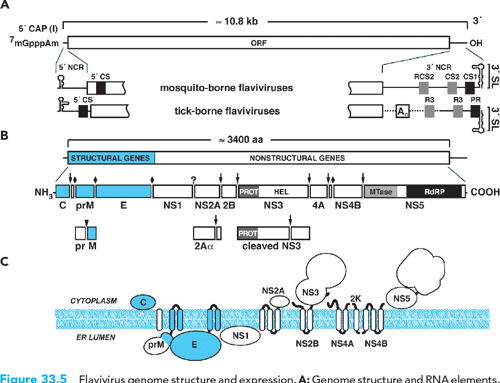 [PDF] Flaviviridae :T he Viruses and Their Replication | Semantic Scholar