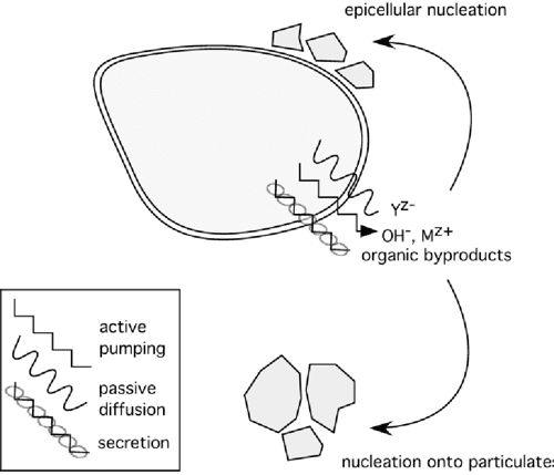 [PDF] An Overview of Biomineralization Processes and the Problem of the ...