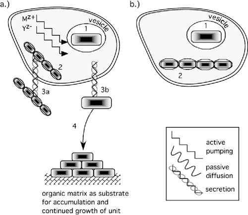 [PDF] An Overview of Biomineralization Processes and the Problem of the ...