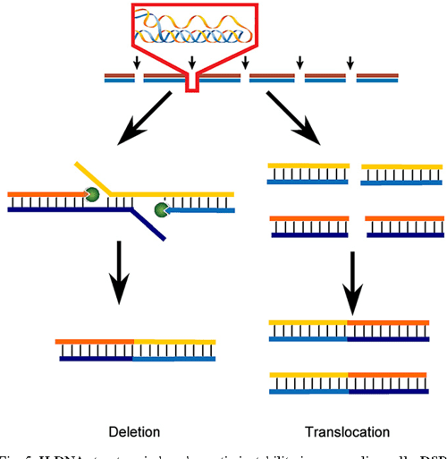 DNA triple helices: biological consequences and therapeutic potential ...