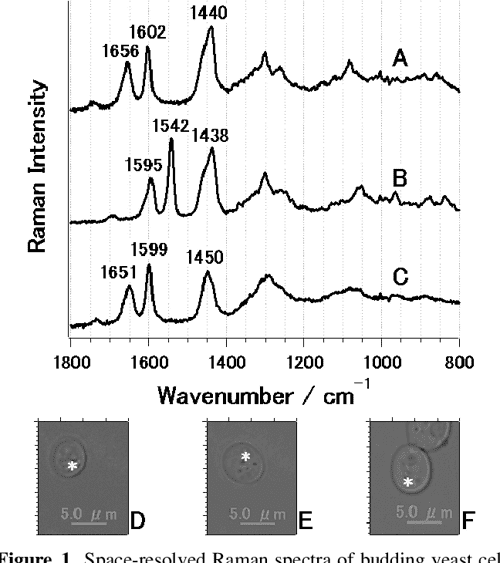 Figure 1 from Raman Spectra of Isotope-substituted Mitochondria of ...