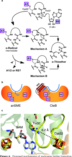 Figure 2 from Structural Insights into Thioether Bond Formation in the ...